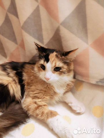 Кошечка котёнок 6,5 мес. в дар