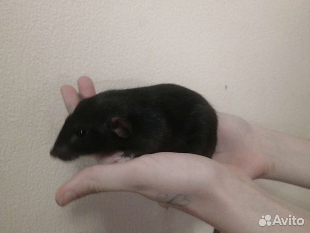 Продаётся крыска ей 4 месяца добрая любит руки