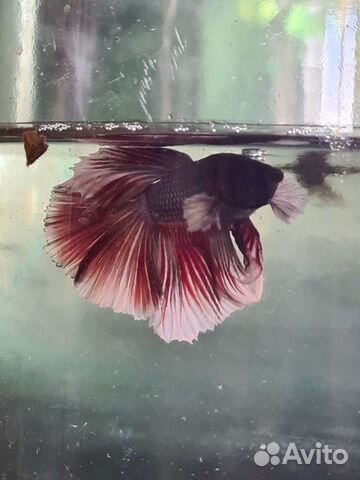 Петушок дамбо