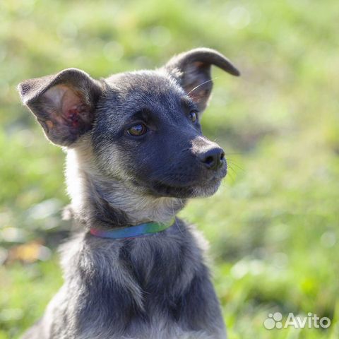 Щенок в добрые руки