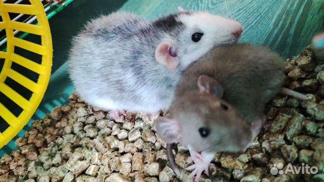 Крыса дамбо рекс