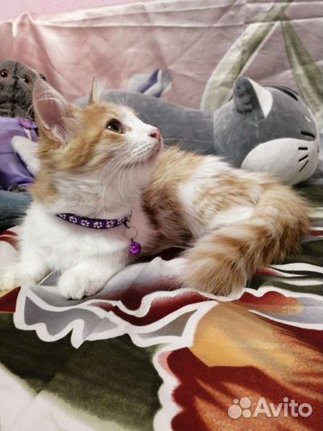 Очень добрая девочка котёнок ищет дом