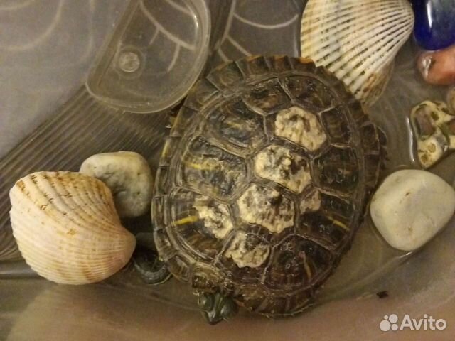 Красноухая черепаха