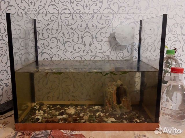 Аксолотоль вместе с аквариумом