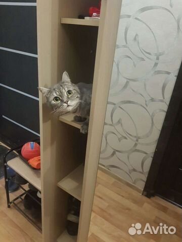 Шатланский кот