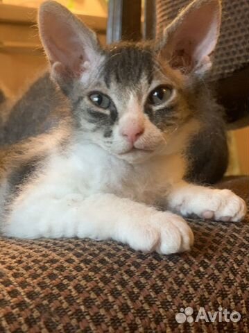 Котята Донской сфинкс бесплатно