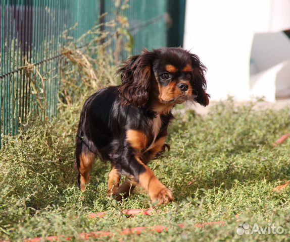 Девочка кавалер кинг