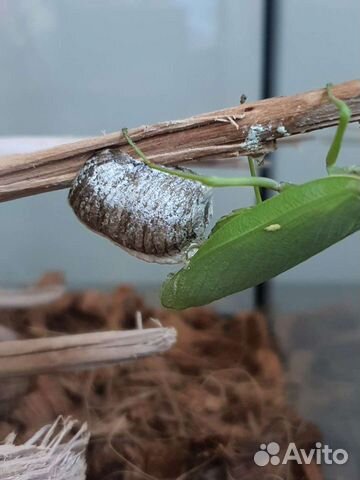 Оотека богомола