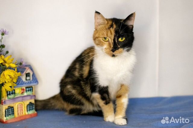 Кошка с уникальным окрасом