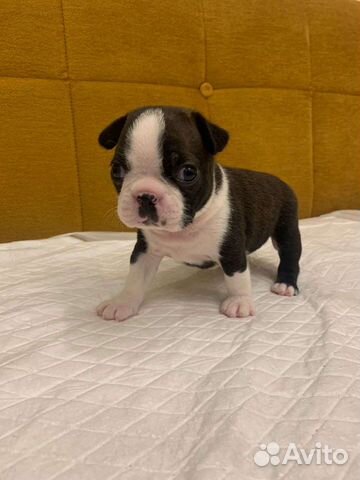 Очаровательный мальчик бостон-терьер