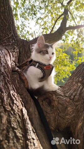 Котик Морсик