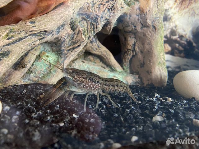 Аквариумные раки