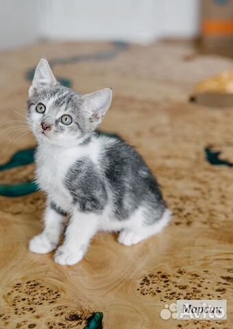 Котик 2 месяца. Чудо и прелесть