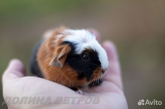 Морская свинка девочка крестед триколор
