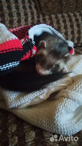 Домашний хорек