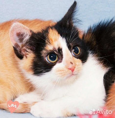 Лапочка дочка