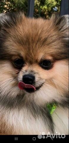 Померанский шпиц