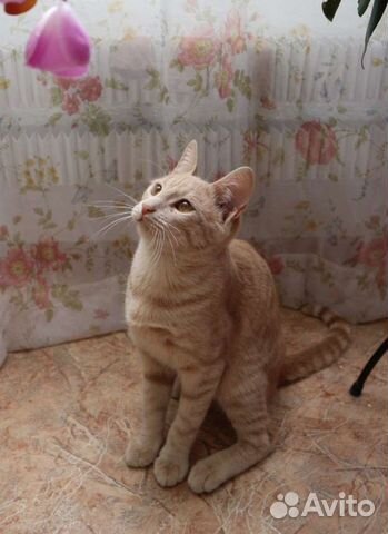 Нежный котенок-подросток Ватсон, 6 месяцев