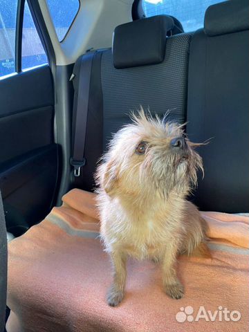 Маленькая собака ищет дом