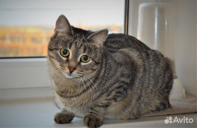 Кошка Ася
