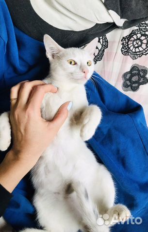 Котик 3 месяца