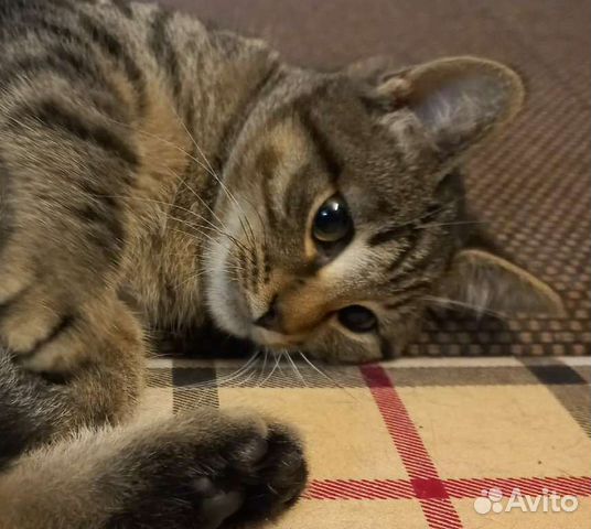 Котенок Серж