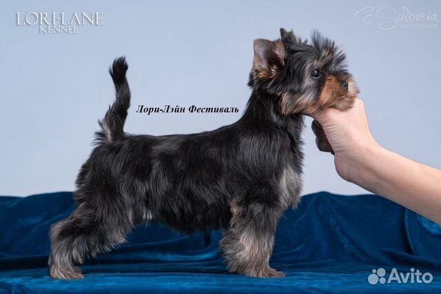 Щенки йоркширского терьера (мальчишки)