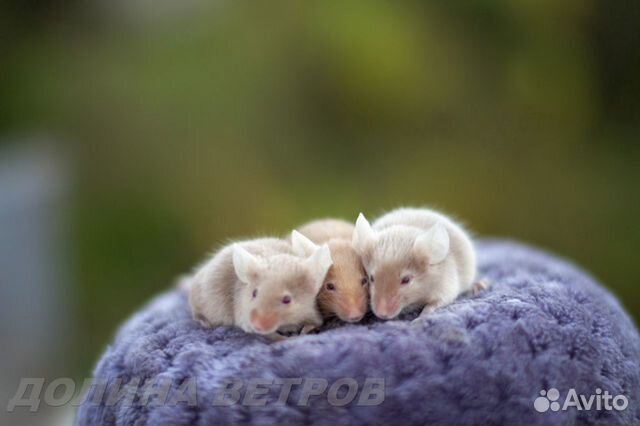 Блестящие атласные мышки соломенного окраса