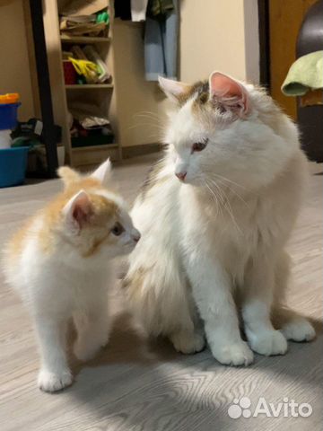 Котята бесплатно