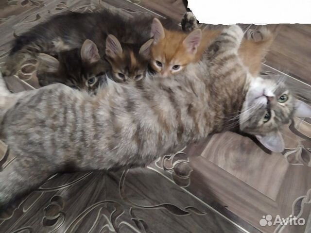 Отдам Сибирского котёнка в добрые руки