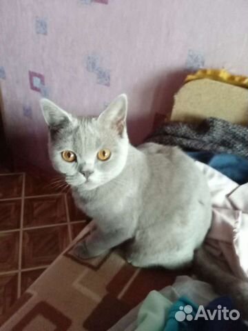 Британские котята в добрые руки бесплатно
