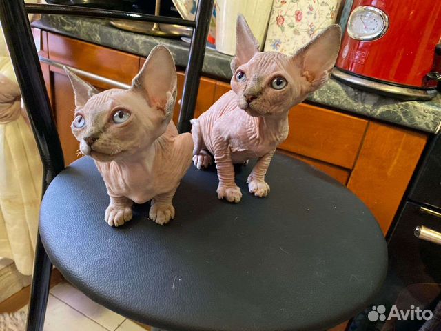 Канадские сфинксята