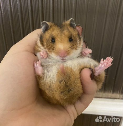Сирийский хомяк