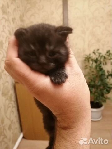 Котята