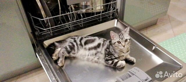 Британский котенок в дар