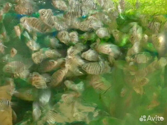 Северумы красноплечие