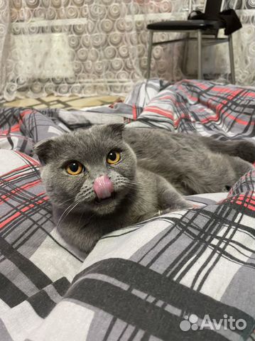 Кошка