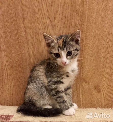 Милая малышка котенок Лиза 2,5 месяца в дар