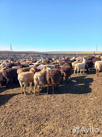 Эдельвейские баранчики и ярочки