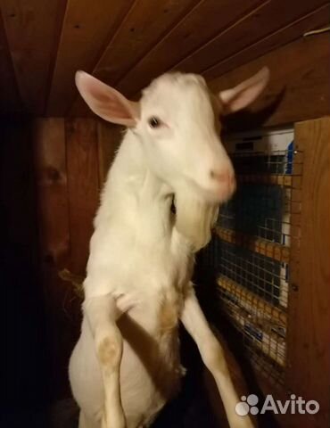 Козел зааненский