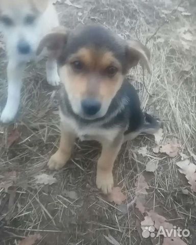 Собака в добрые руки щенок