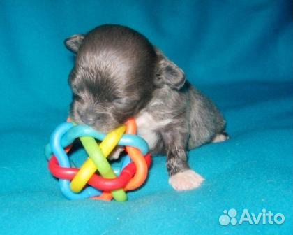 Чихуахуа голубые лиловые Козявки