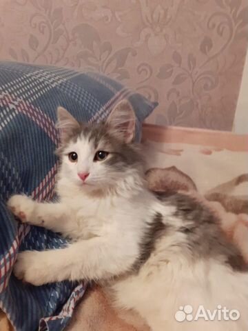 Деловой котенок Проша