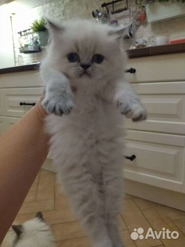 Персидская гималайская