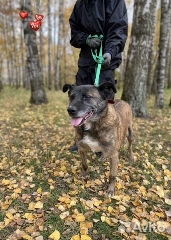 Тигровой собачке плохо в приюте