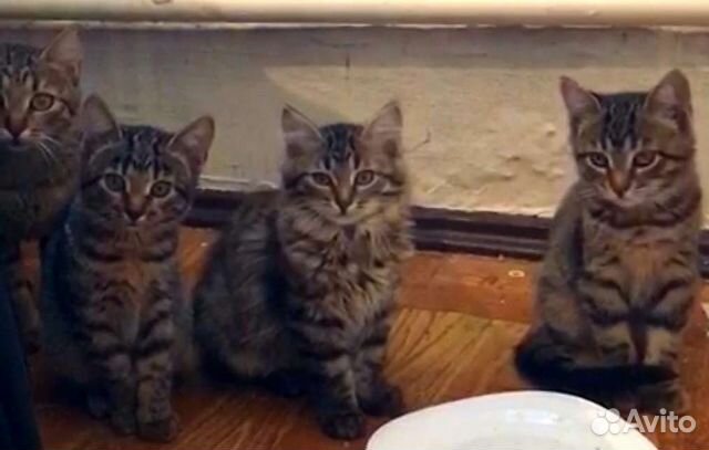 Полосатые клевые котята в дар 3 мес