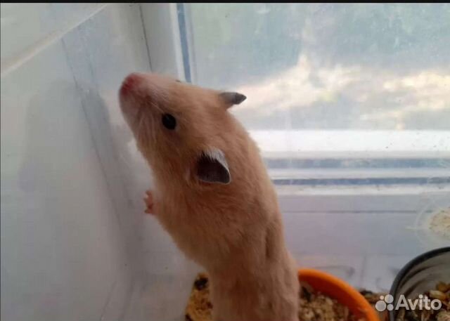 Серийскй хомяк