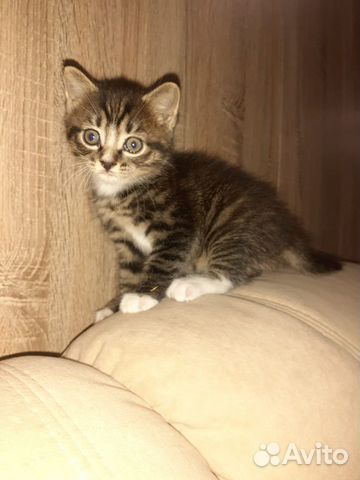 Котёнок (девочка) в добрые руки бесплатно