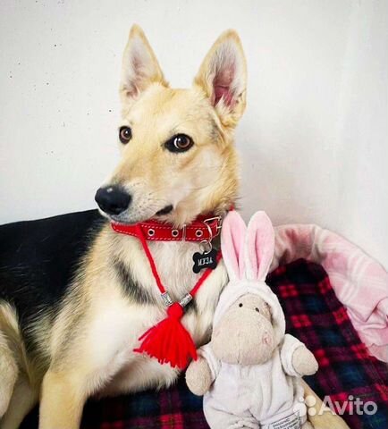 Небольшая собачка ищет семью