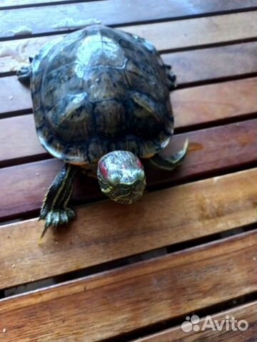 Красноухая черепаха с аквариумом